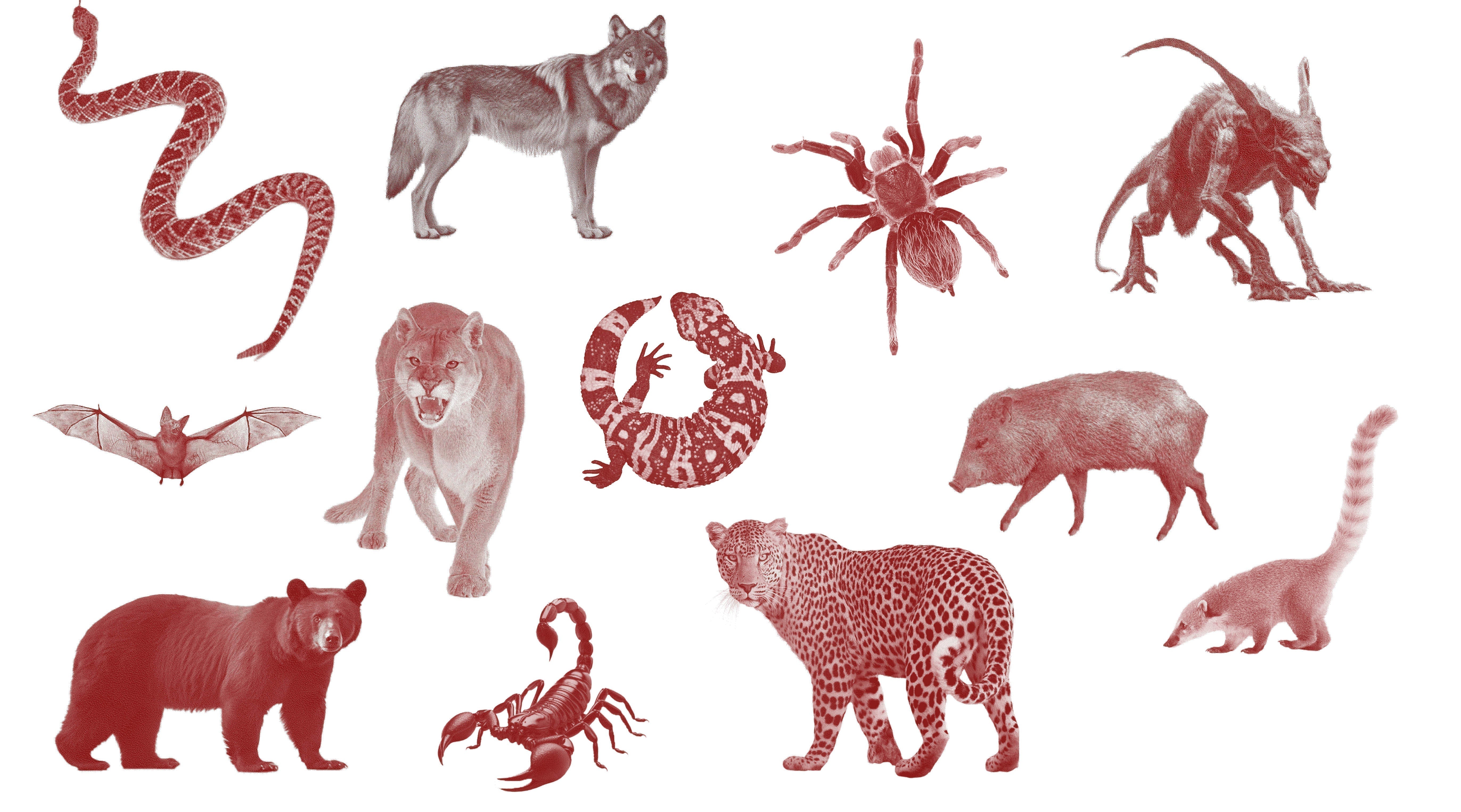 Arizona Desert Critter Guide – SATISFY